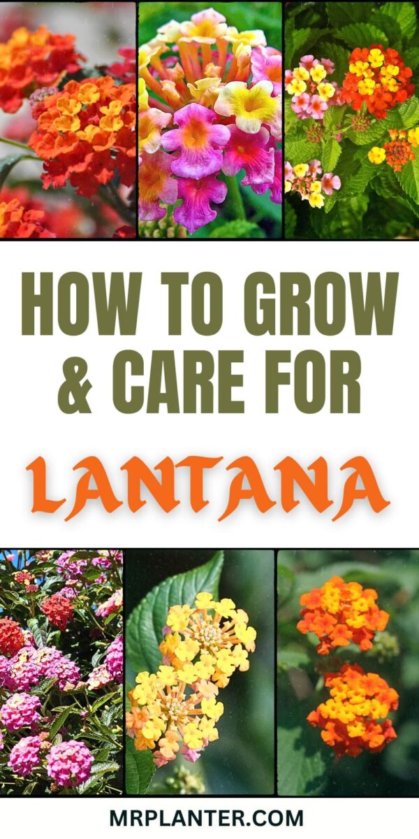 How to Grow and Care for Lantana? - MrPlanter