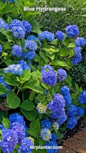 23 Hydrangea Landscaping Ideas to Brighten Your Garden