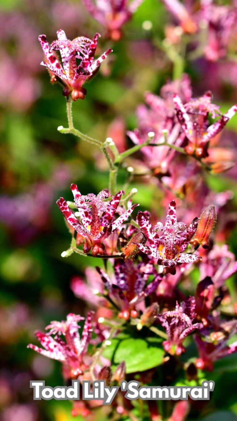 21 Shade Perennials for a Lush and Vibrant Garden